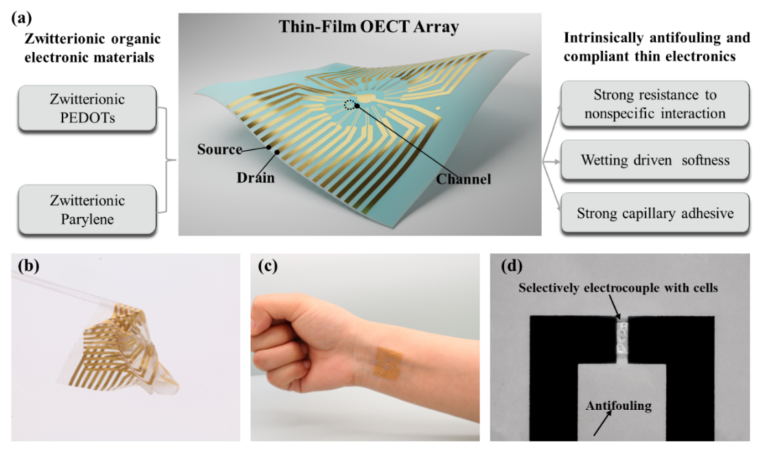 上海大学朱波教授团队和王林军教授团队Chem. Eng. J.: 具有生物防污、柔性和高适形性的仿生OECT生物电子器件阵列-上海大学材料科学 ...